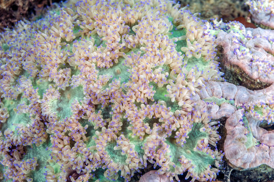 Corallimorph Bilder – Durchsuchen 155 Archivfotos, Vektorgrafiken und ...