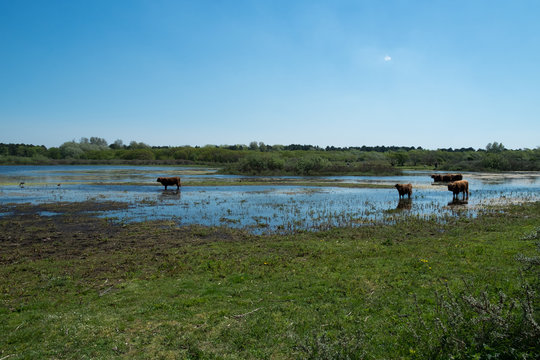 Tulpin Images – Browse 54 Stock Photos, Vectors, and Video | Adobe Stock