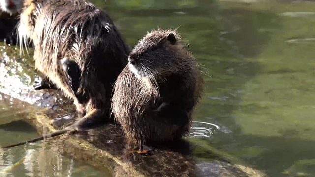 「Castorimorpha」の画像 - 70 件の Stock 写真、ベクターおよびビデオ | Adobe Stock