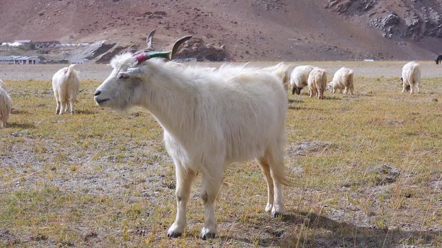 Changthangi Images – Browse 98 Stock Photos, Vectors, and Video | Adobe ...