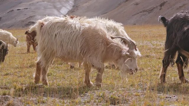 Changthangi Images – Browse 98 Stock Photos, Vectors, and Video | Adobe ...