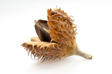 Fotos, lizenzfreie Bilder, Grafiken, Vektoren und Videos von Buchennuss ...