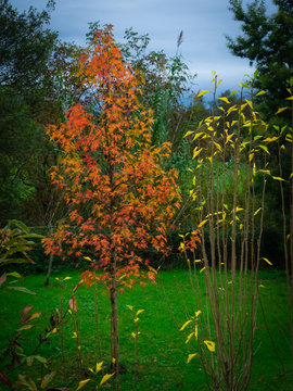 รูปภาพAuttum – เลือกดูภาพถ่ายสต็อก เวกเตอร์ และวิดีโอ151 | Adobe Stock