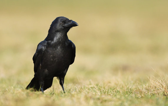 รูปภาพCorvus – เลือกดูภาพถ่ายสต็อก เวกเตอร์ และวิดีโอ49,962 | Adobe Stock