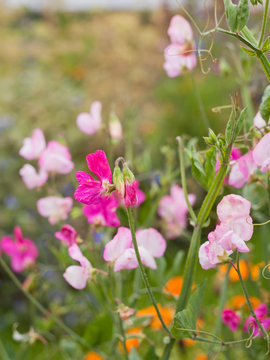 Lathyrus Images – Browse 60 Stock Photos, Vectors, and Video | Adobe Stock