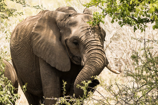 「Elefan」の写真素材 | 11件の無料イラスト画像 | Adobe Stock