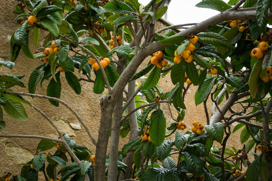 รูปภาพMirabellenbaum – เลือกดูภาพถ่ายสต็อก เวกเตอร์ และวิดีโอ219 ...