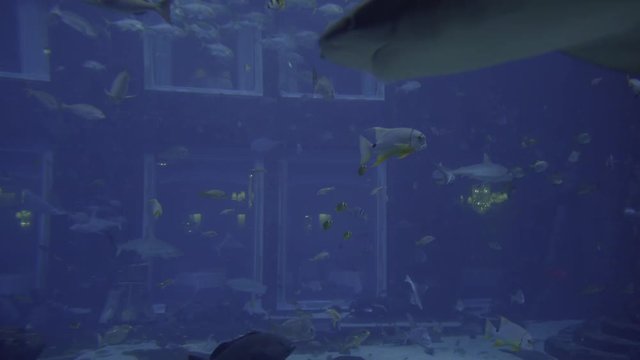 Tiburon Images – Browse 1,121 Stock Photos, Vectors, and Video | Adobe ...