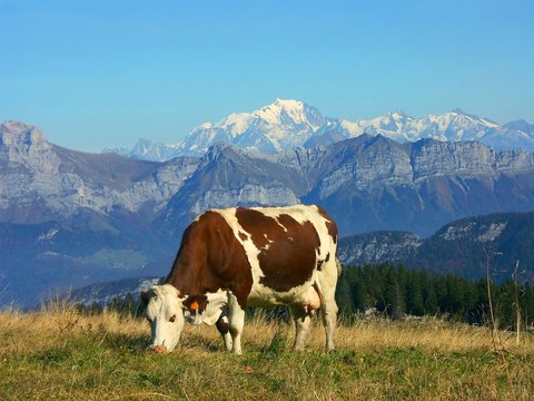 "Vache Images – Browse 28,108 Stock Photos, Vectors, and Video | Adobe ...