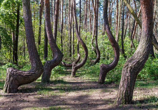 "Krummer Images – Browse 113 Stock Photos, Vectors, and Video | Adobe Stock