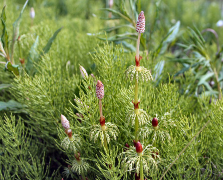 รูปภาพArthrophyta – เลือกดูภาพถ่ายสต็อก เวกเตอร์ และวิดีโอ454 | Adobe Stock