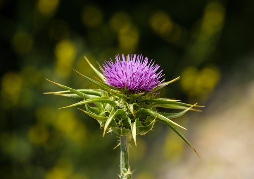 รูปภาพMarianum – เลือกดูภาพถ่ายสต็อก เวกเตอร์ และวิดีโอ5,537 | Adobe Stock