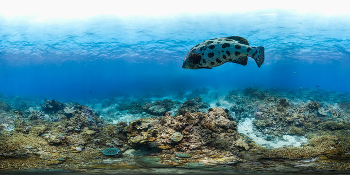 "Potato Cod" Images – Browse 526 Stock Photos, Vectors, and Video ...