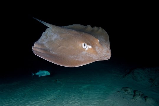 รูปภาพWhipray – เลือกดูภาพถ่ายสต็อก เวกเตอร์ และวิดีโอ29,332 | Adobe Stock