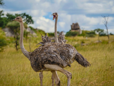 Autruches Images – Browse 159 Stock Photos, Vectors, and Video | Adobe ...