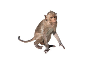 20+ Free Monkey Wallpaper & Pictures - Pikwizard