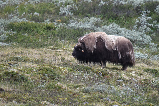รูปภาพMoschusochse – เลือกดูภาพถ่ายสต็อก เวกเตอร์ และวิดีโอ288 | Adobe ...
