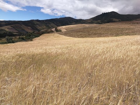 Imágenes de Pajonal: descubre bancos de fotos, ilustraciones, vectores ...