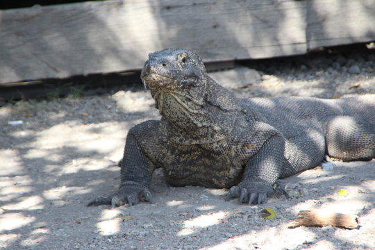 รูปภาพWarane – เลือกดูภาพถ่ายสต็อก เวกเตอร์ และวิดีโอ204 | Adobe Stock