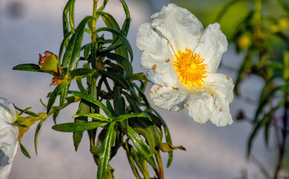 Capuyo bilder – Bläddra bland 65 stockfoton, vektorer och videor ...