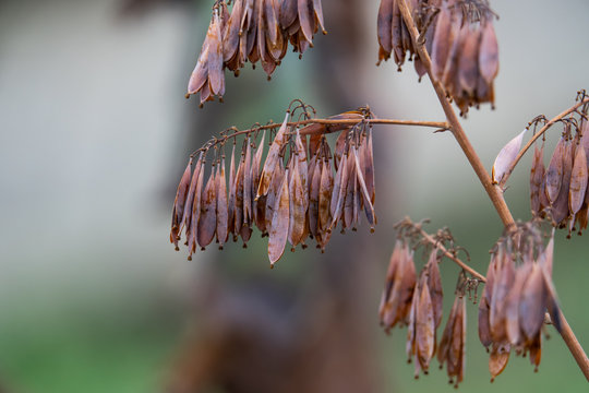 Macleaya bilder – Bläddra bland 80 stockfoton, vektorer och videor ...