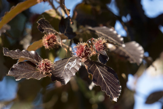 Faggio Images – Browse 2,741 Stock Photos, Vectors, and Video | Adobe Stock