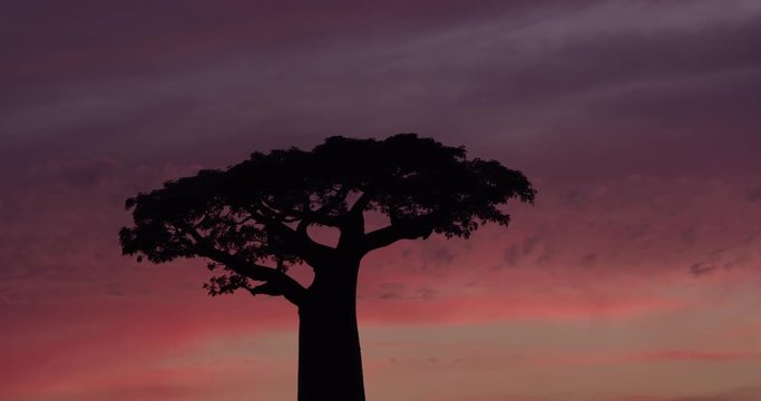 Baobab Sunset Images – Browse 5,181 Stock Photos, Vectors, and Video ...