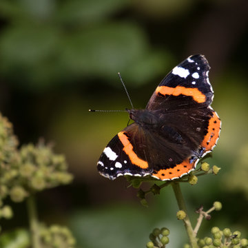 Euarthropoda bilder – Bläddra bland 275 stockfoton, vektorer och videor ...