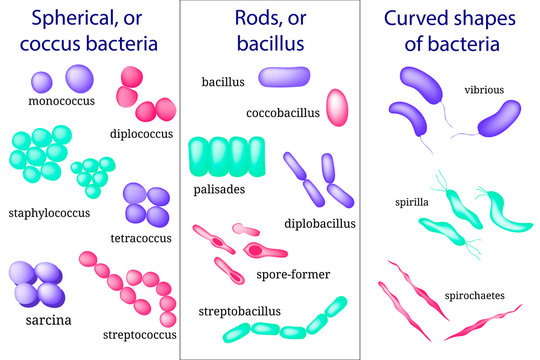 Coccobacillus Shape