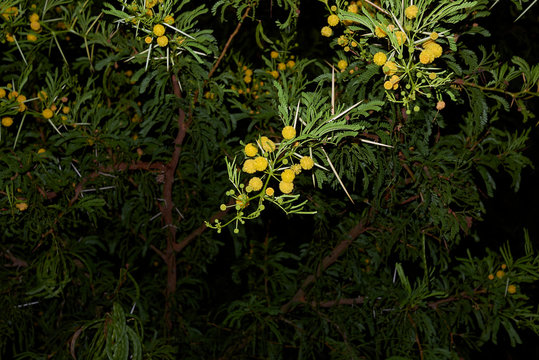 Doringboom Images – Browse 10 Stock Photos, Vectors, and Video | Adobe ...