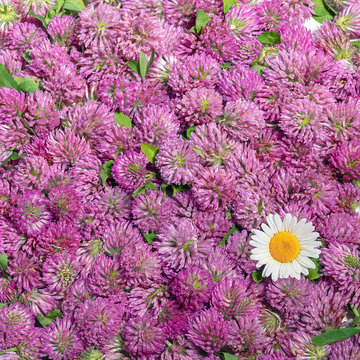 Papilionaceous bilder – Bläddra bland 75 stockfoton, vektorer och ...