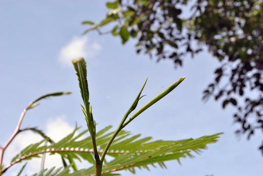 Huaje Images – Browse 29 Stock Photos, Vectors, and Video | Adobe Stock