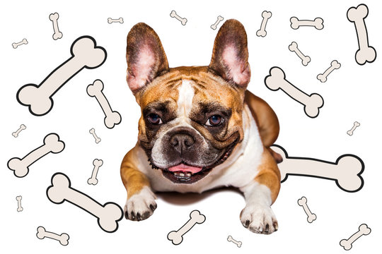 "Bone Background" Images – Browse 118 Stock Photos, Vectors, and Video ...