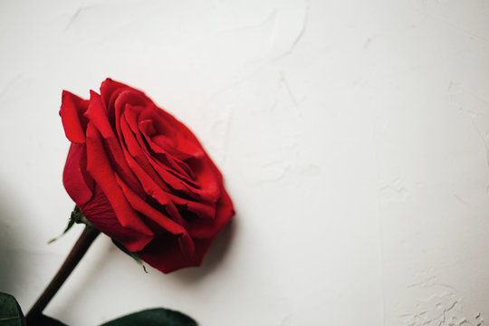 Roes-Flower Bilder – Durchsuchen 206 Archivfotos, Vektorgrafiken und ...