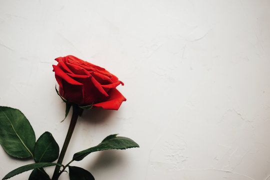 รูปภาพRoes-Flower – เลือกดูภาพถ่ายสต็อก เวกเตอร์ และวิดีโอ206 | Adobe Stock