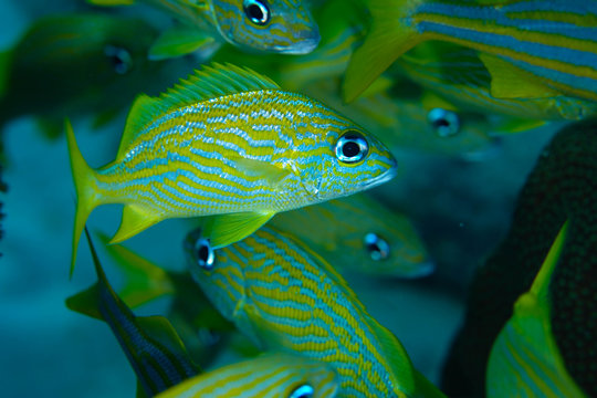 รูปภาพPutzerfisch – เลือกดูภาพถ่ายสต็อก เวกเตอร์ และวิดีโอ78 | Adobe Stock