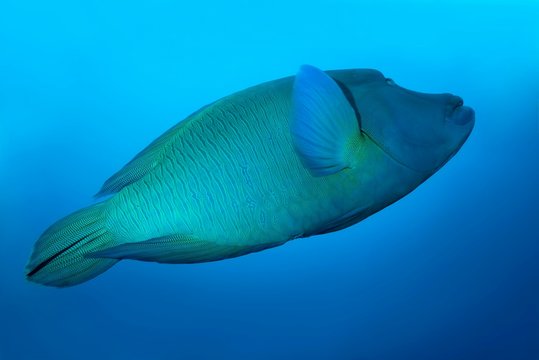 "Napoleon Fish"-Bilder: Stock-Fotos & -Videos. | Adobe Stock