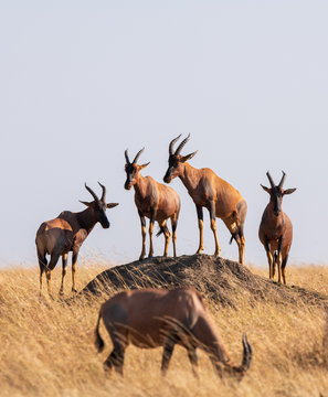 รูปภาพTopi.animal – เลือกดูภาพถ่ายสต็อก เวกเตอร์ และวิดีโอ3,790 | Adobe ...