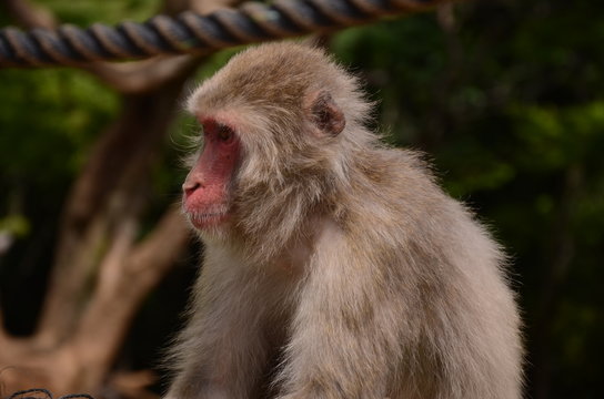 รูปภาพJapanmakak – เลือกดูภาพถ่ายสต็อก เวกเตอร์ และวิดีโอ673 | Adobe Stock