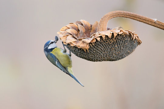 Distelarten-Bilder: Stock-Fotos & -Videos. | Adobe Stock