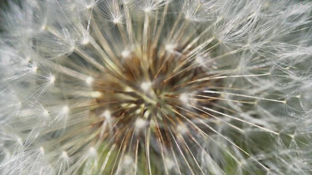 Pappi Images – Browse 3,411 Stock Photos, Vectors, and Video | Adobe Stock