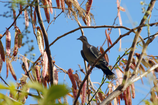 Huaje Images – Browse 32 Stock Photos, Vectors, and Video | Adobe Stock