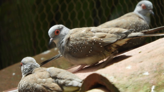 Torcaza Images – Browse 84 Stock Photos, Vectors, and Video | Adobe Stock