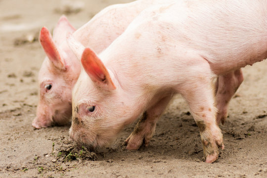 "Two Pigs" Images – Browse 33 Stock Photos, Vectors, and Video | Adobe ...