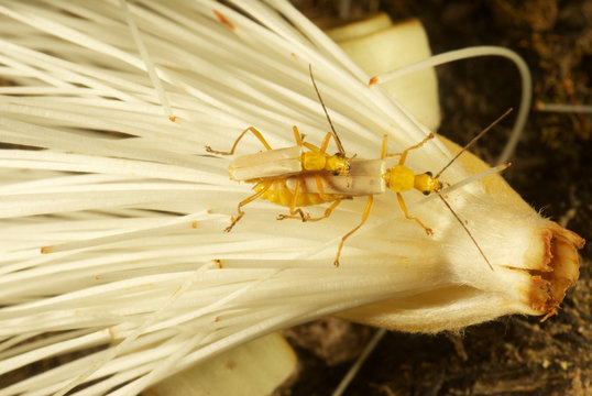 Copulando Images – Browse 116 Stock Photos, Vectors, and Video | Adobe ...