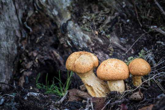 Bollet Images – Browse 33 Stock Photos, Vectors, and Video | Adobe Stock