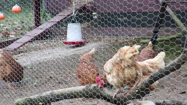 Coup Images – Browse 81,683 Stock Photos, Vectors, and Video | Adobe Stock