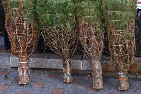 "Christmas Tree Lot" Images – Browse 406 Stock Photos, Vectors, and ...