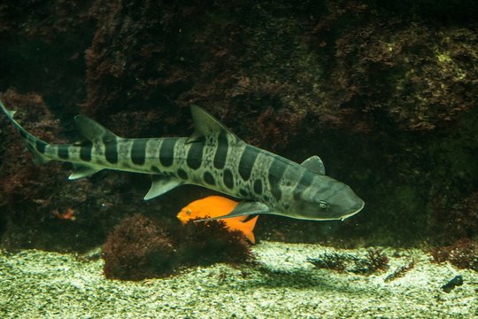 "Leopard Shark" Imagens – Procure 877 fotos, vetores e vídeos | Adobe Stock