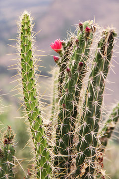 Obrazy ("Peru Flora") — zdjęcia, wektory i wideo bez tantiem (6 ...